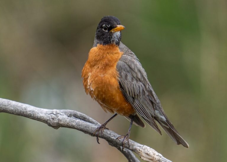 The Endearing Robin: A Symbol of Spring and More - Japan Children Rights