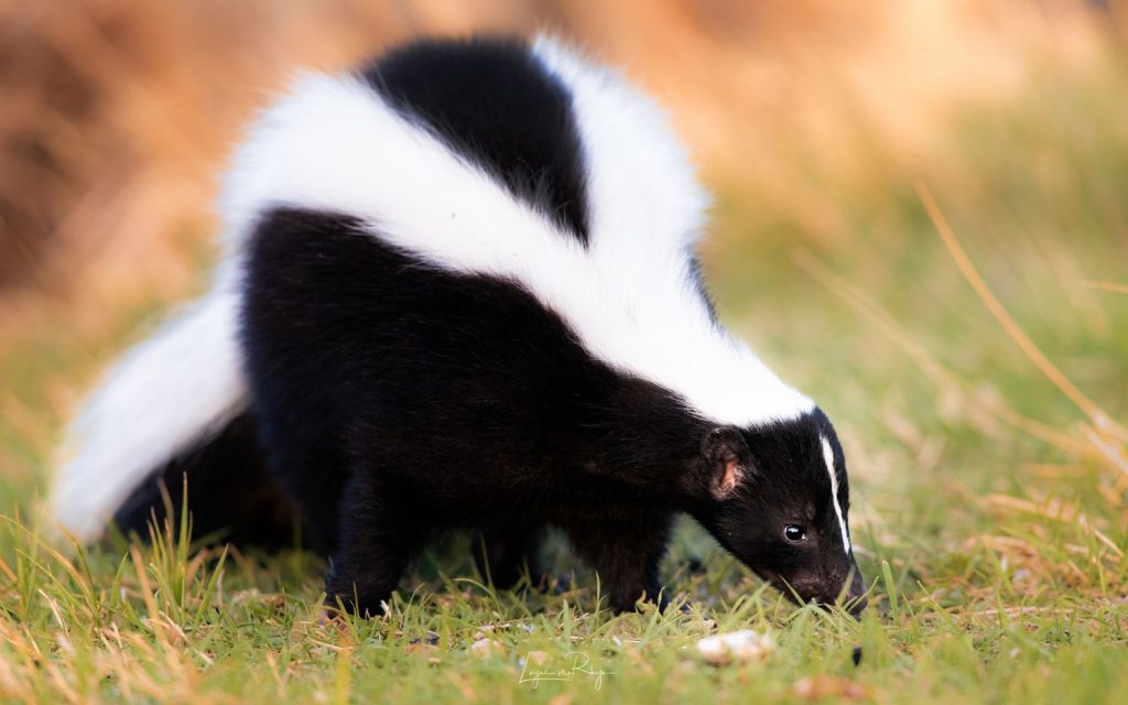 The Skunk: A Striking Animal with a Powerful Defense Mechanism ...
